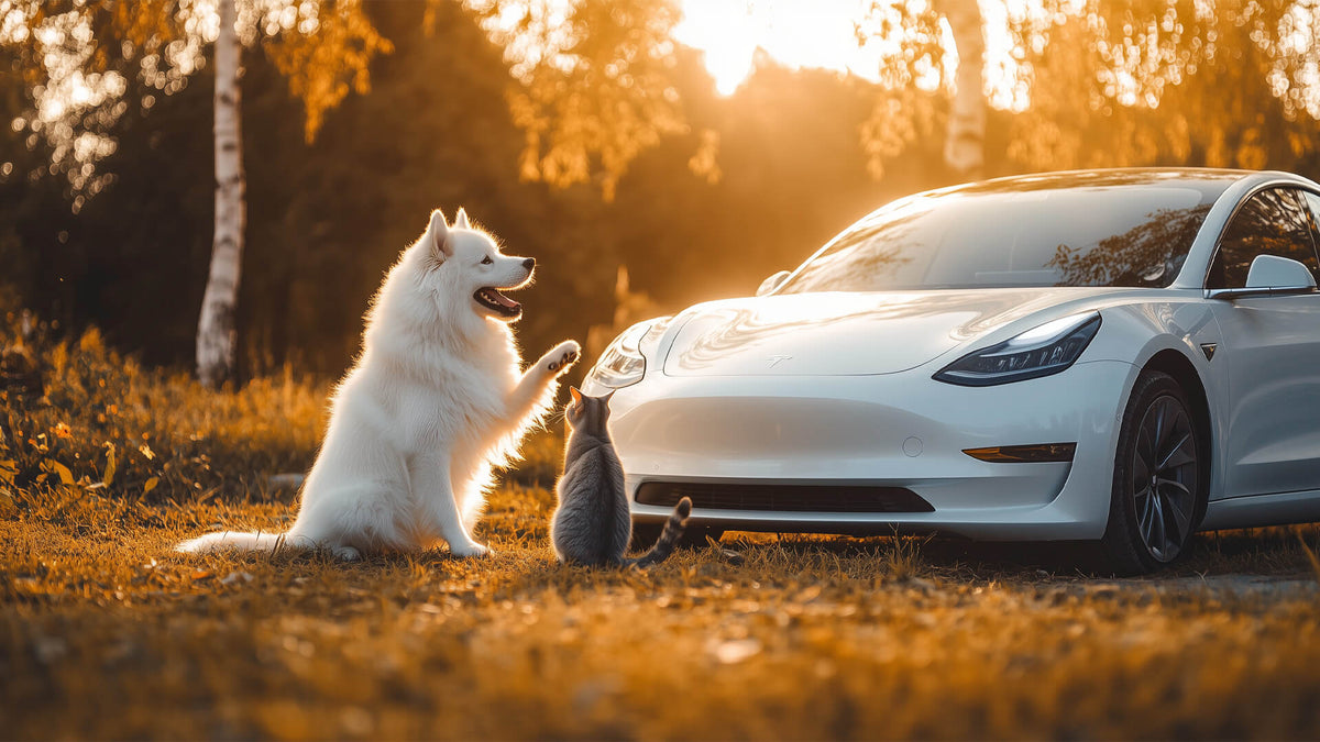 Tesla Accessories for Pets – Tesla Ausstatter